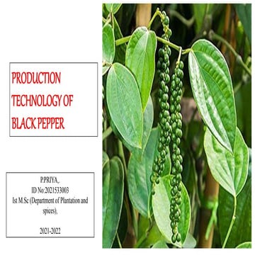 PRODUCTION TECHNOLOGY OF BLACK PEPPER | PPTX
