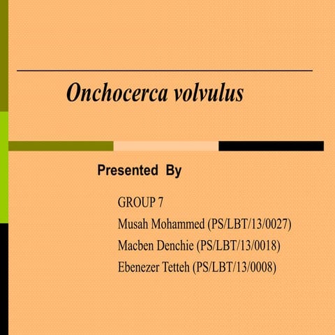 Onchocerca volvulus | PPT