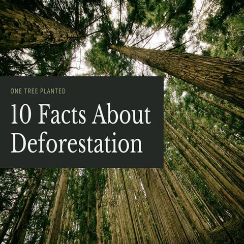 10 Shocking Facts About Deforestation - One Tree Planted | PDF ...