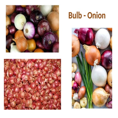 ONION production technology pptx for agriculture students | PPTX