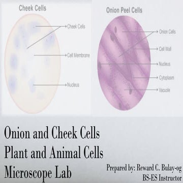 Onion Cell Experiment under the Microscope | DOCX