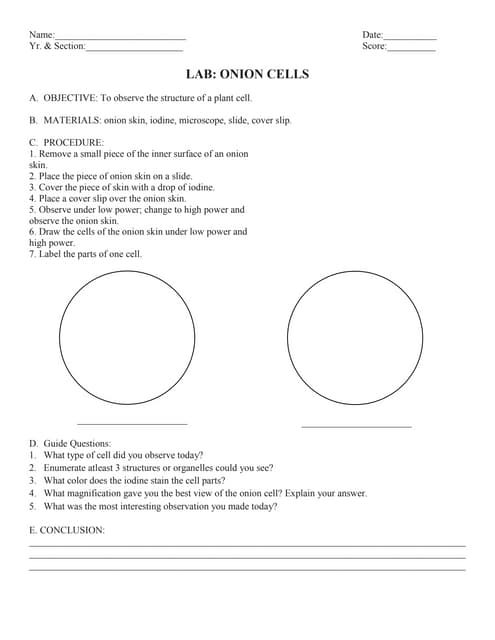 Onion and cheek cell lab | DOC | Biological Sciences | Science