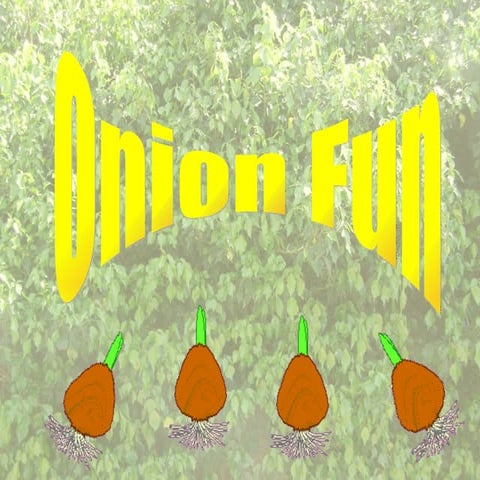 Onion experiment | PPT
