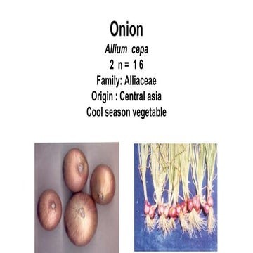 Onion_production [Autosaved].pptdfggdetf | PPT