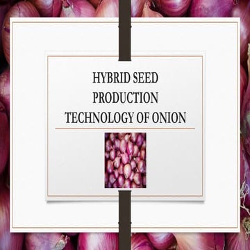 Onion seed production | PPTX