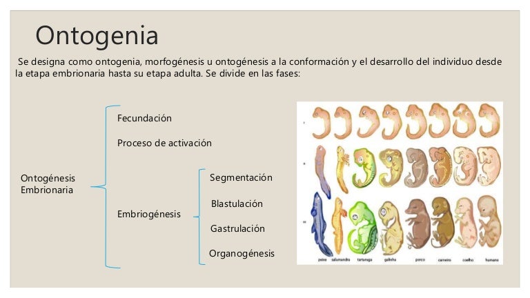 Ontogenia