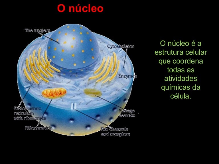 O nucleo celular