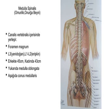 Onurğa beyn(medulla spinalis)omurilik.pptx