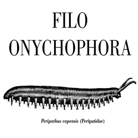 Onychophora slides | PDF