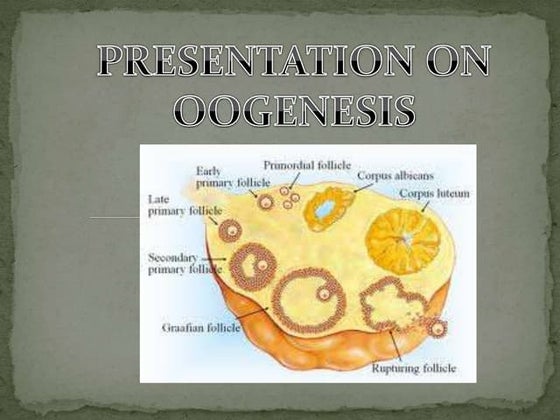 Fertilization process | PPTX | Infertility | Reproductive Health