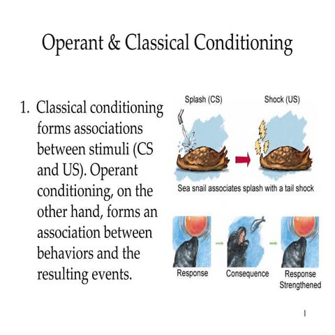 Operant Conditioning | PPT