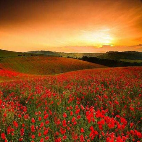 Operation Herrick | PPTX