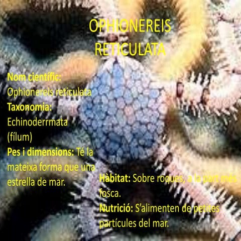 Ophionereis reticulata | PPTX