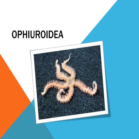 Ophiuroidea Biologi SMA Kelas X MIA | PPTX