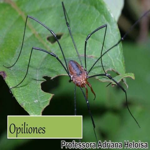 Opiliones | PPTX