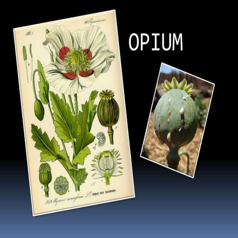 Opium | PPTX
