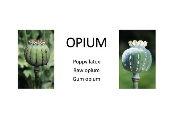 Opium: Biological source, Cultivation and collection, Morphology | PPT