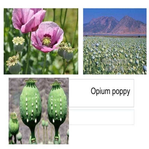 opium- Botany, propagation, harvesting and uses pptx | PPTX