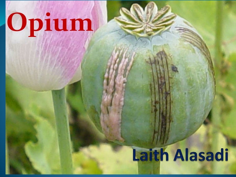 Opium
