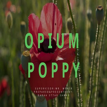 Opium poppy. pptx presentation about a plant | PPTX