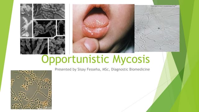 Aspergillus | PDF