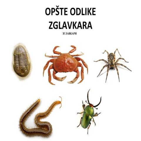 List - biljni organi, dijelovi biljke.pptx