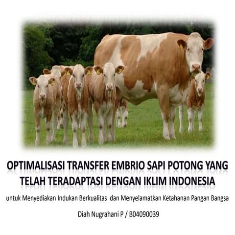 Sapi Indonesia & Sapi Zebu India JAY | PPTX