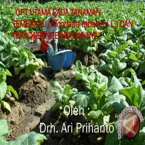 OPT Tanaman Tembakau dan Penangannya.pptx