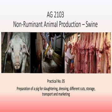 AG_2103_pig_sl.pdf