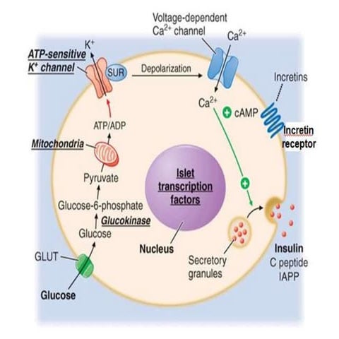 Oral Hypoglycaemic Agents (OHA): MOA and Drugs.pptx