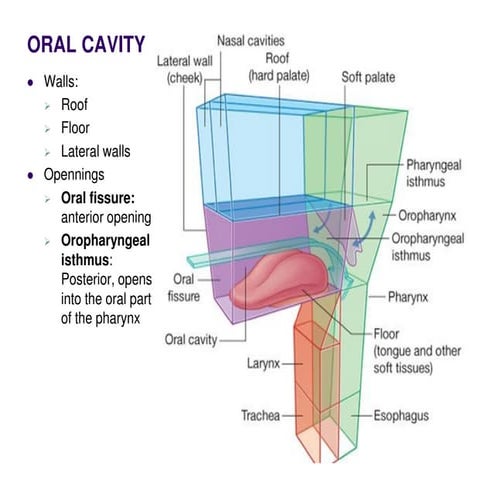 oral_cavity_1__1_.pdf | Dental Health | Diseases and Conditions