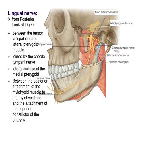 oral_cavity_2.pdf
