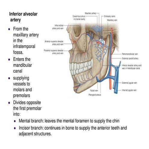 Innervation of Teeth and Tissues: Facial, Glosspharyngeal, Hypoglossal ...