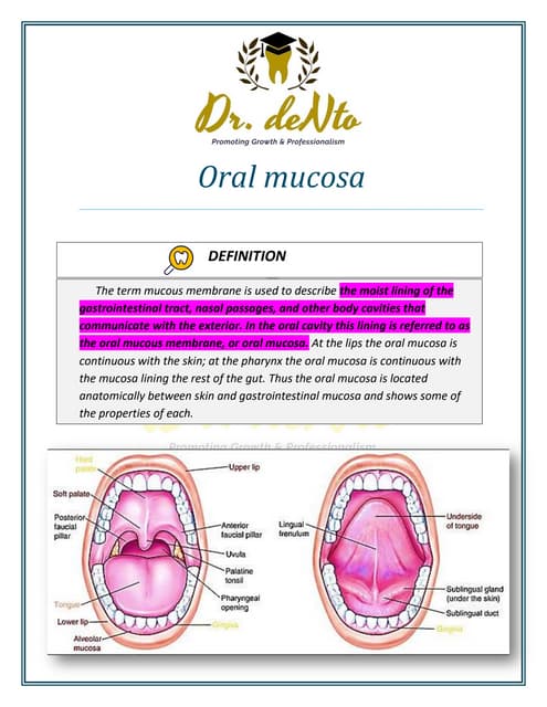 Handout of Oral Mucosa Histology | PDF