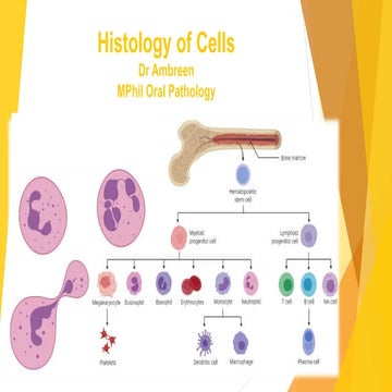 Oral Patho Practical 1.pdf for better understandings | PPT