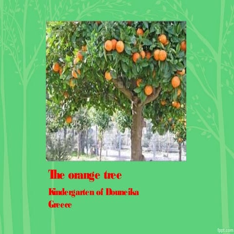 Orange tree | PPT