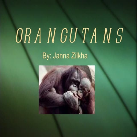 Orangutan | PPT