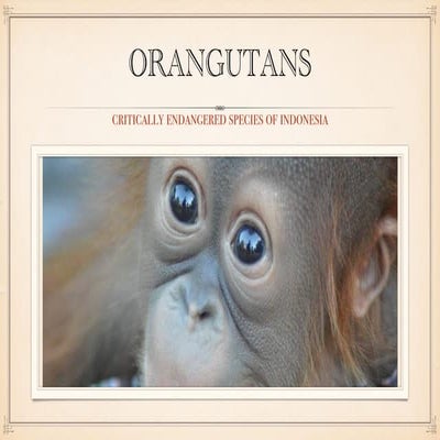 Orangutan | PPT