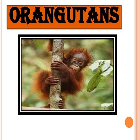 Orangutan | PPT