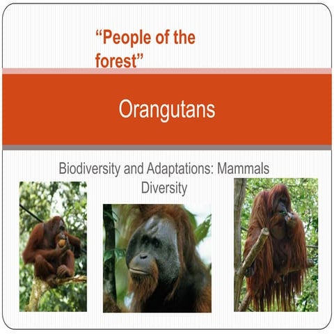 Orangutans | PPTX