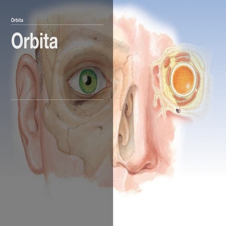 Project: Anatomical Atlas Orbit | PDF