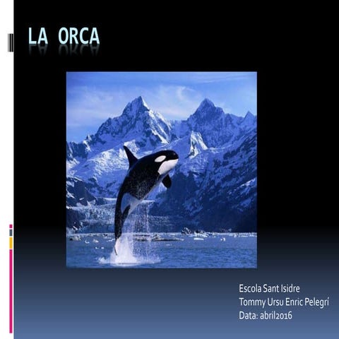 Orca | PPTX