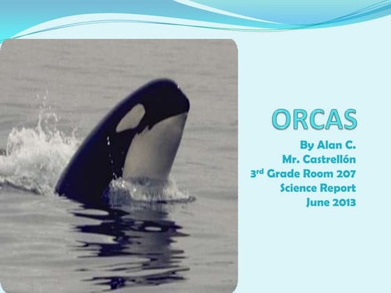 Aruba reef-creature-identification-guide-preview | PDF