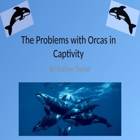 Orcas in Captivity: Problems and Future Solutions | PPTX