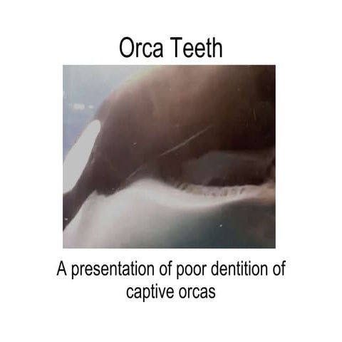 Orca Teeth and Poor Oral Health | PPT