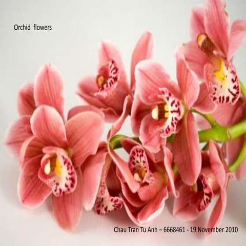 Orchid | PPTX