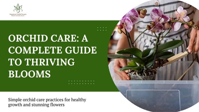 protected cultivation of orchid and dendrobium | PPTX