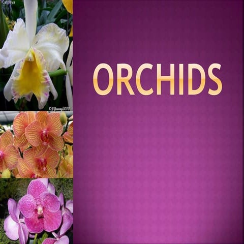 Orchids | PPTX