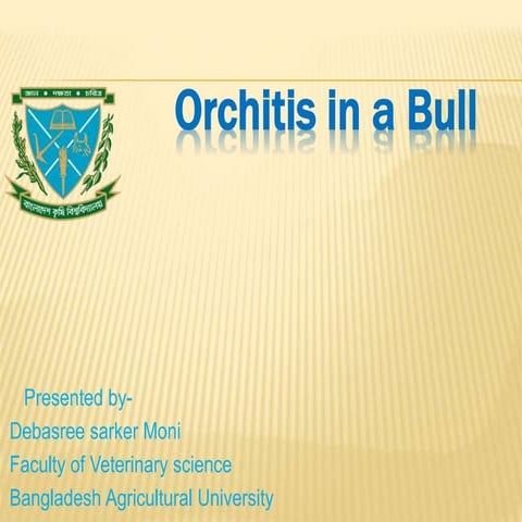 Orchitis in bull | PPT