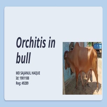 Orchitis in bulll-Bangladesh Agricultural University .pptx